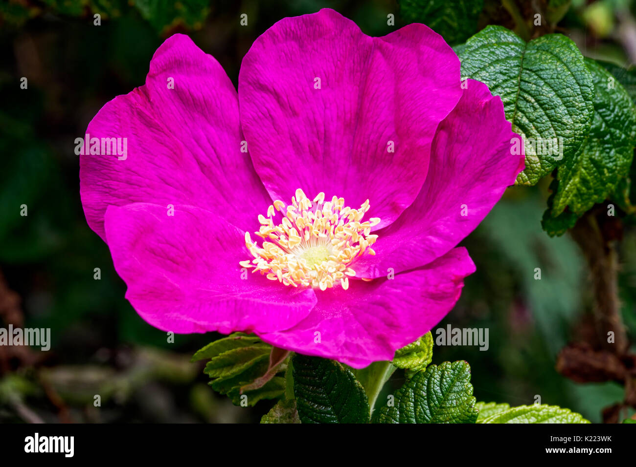 Close up di un rosa intenso Rosa Canina con luce gialla stame cresce su ...