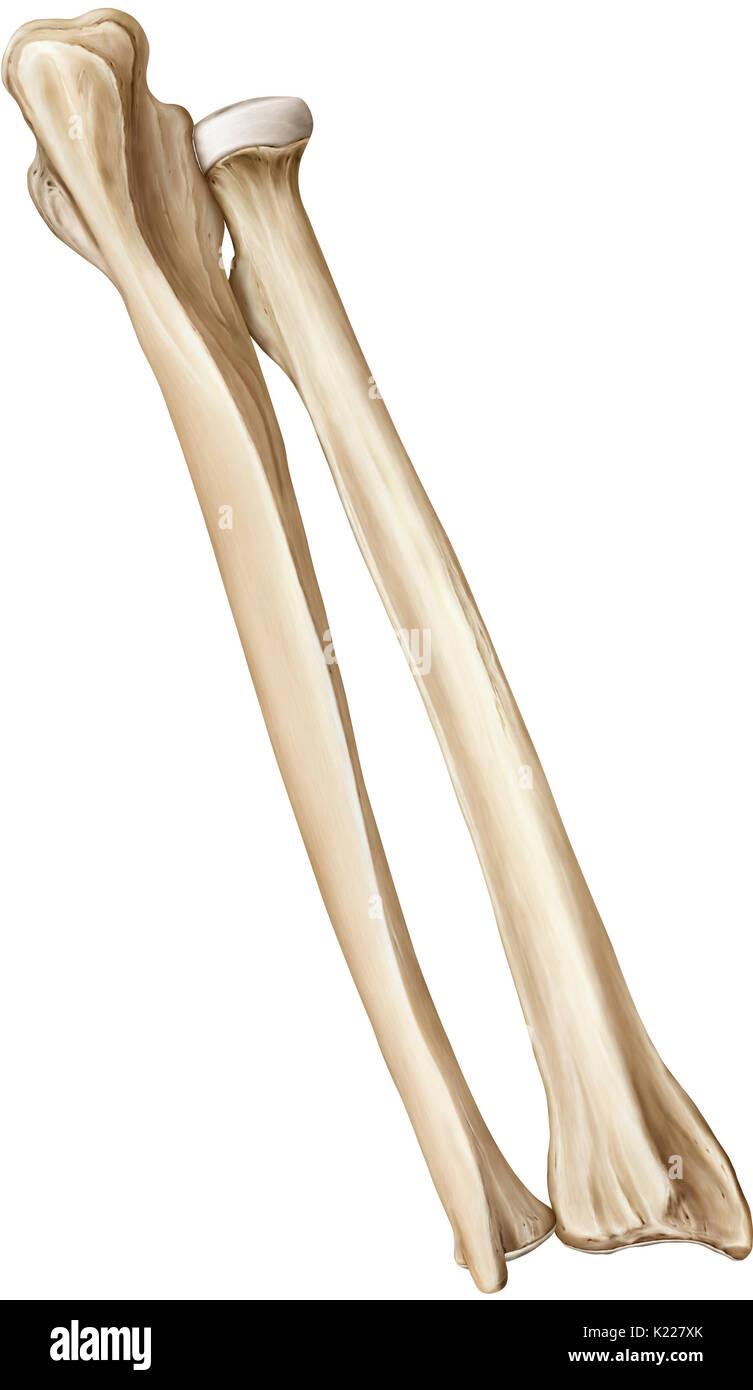 Anatomia dell'ulna immagini e fotografie stock ad alta risoluzione - Alamy