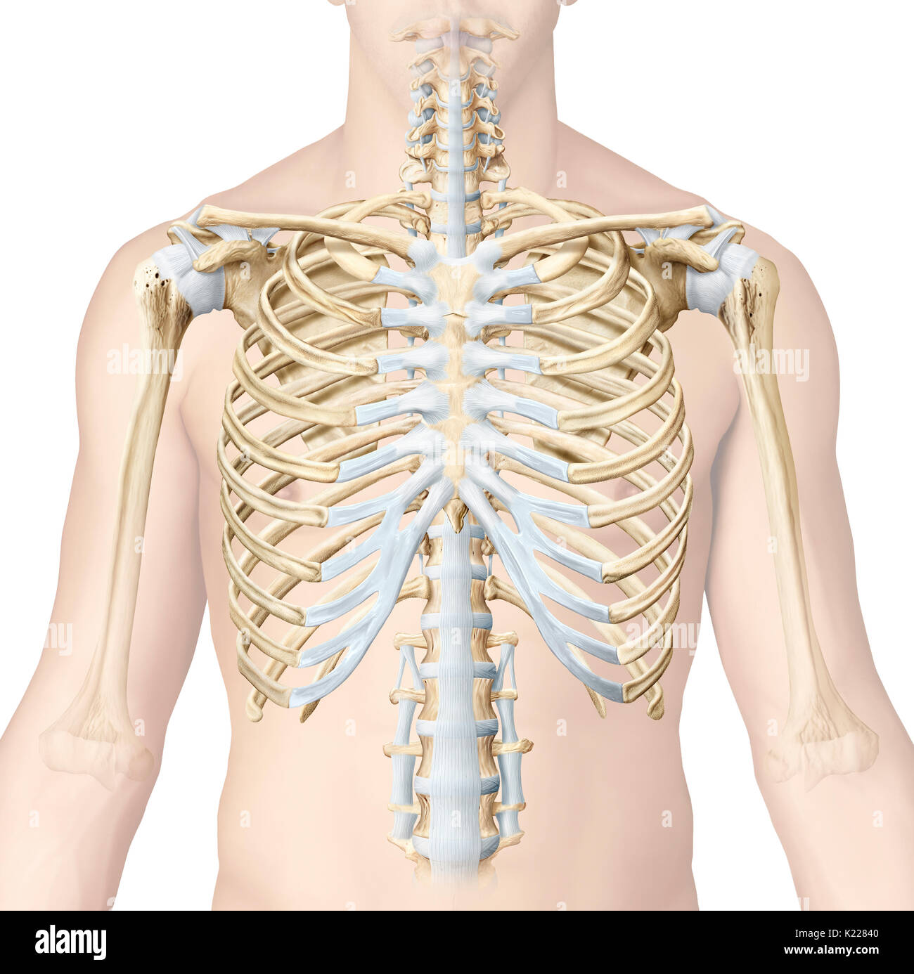 Il sternocostal giunti sono le giunture cartilaginee che collegano lo ...