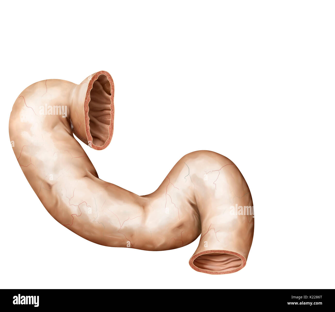 Anatomia del piccolo intestino immagini e fotografie stock ad alta ...