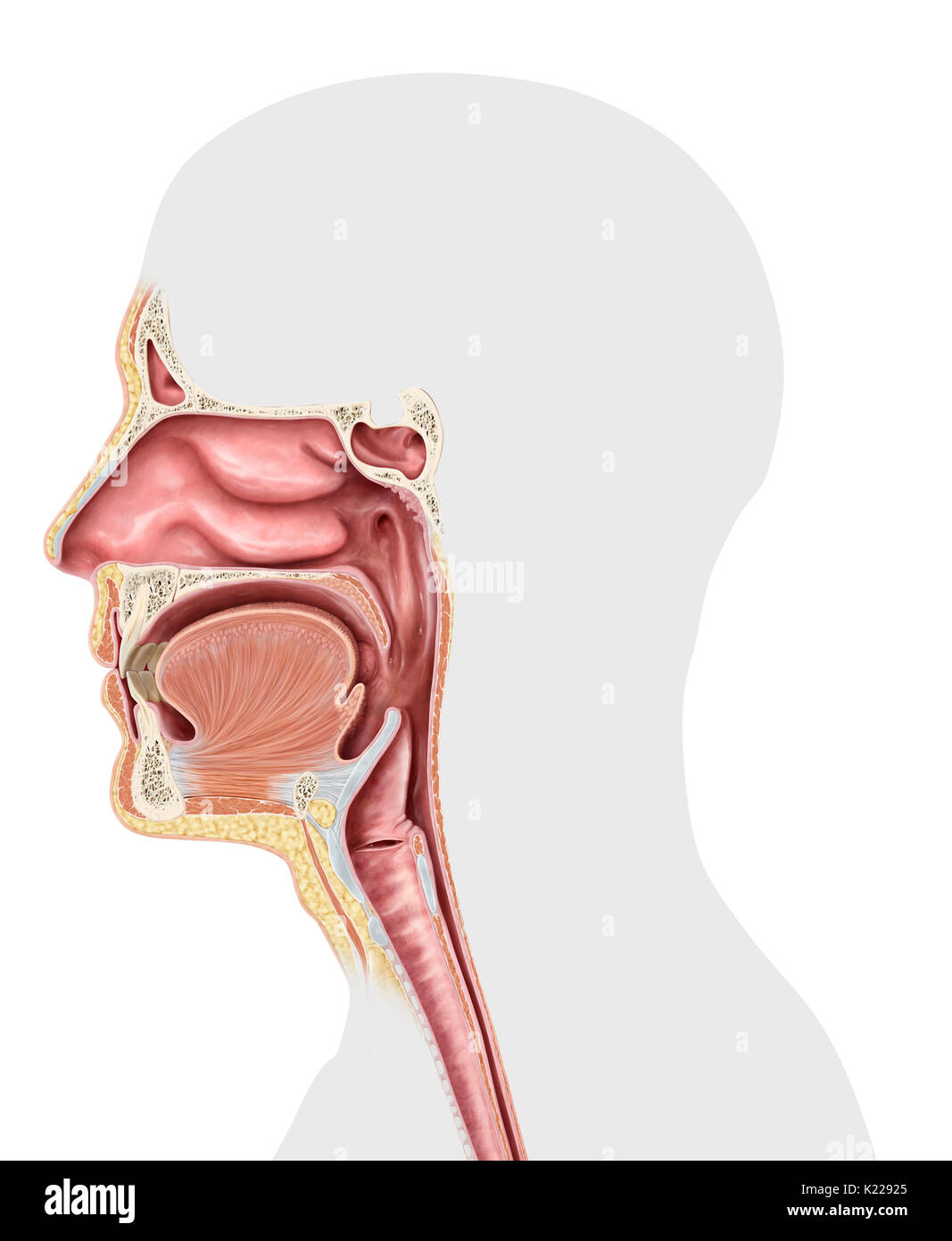 Apparato respiratorio anatomia immagini e fotografie stock ad alta ...