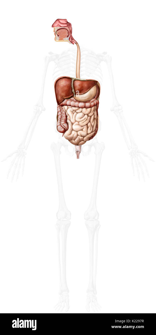 Panoramica degli organi dell'apparato digerente immagini e fotografie ...