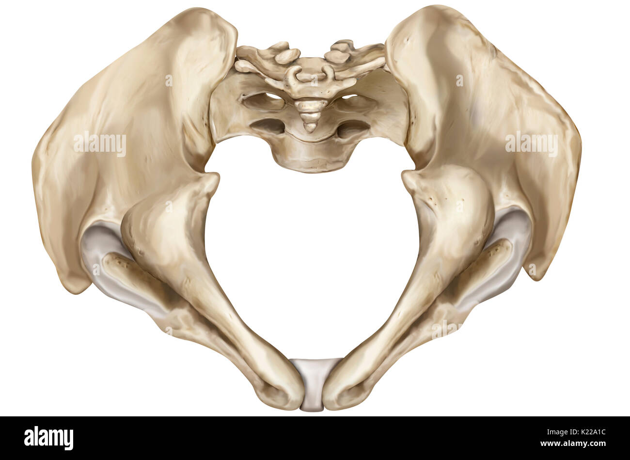 Anatomia del bacino immagini e fotografie stock ad alta risoluzione - Alamy