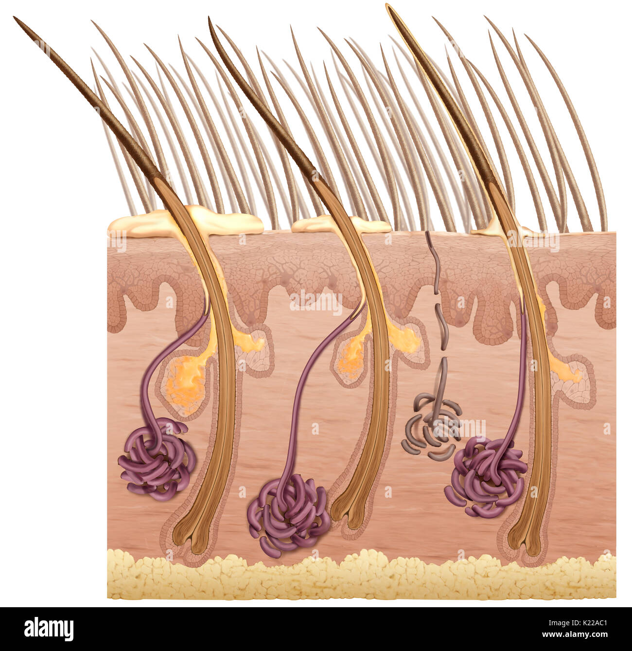 Derma dell'epidermide immagini e fotografie stock ad alta risoluzione ...