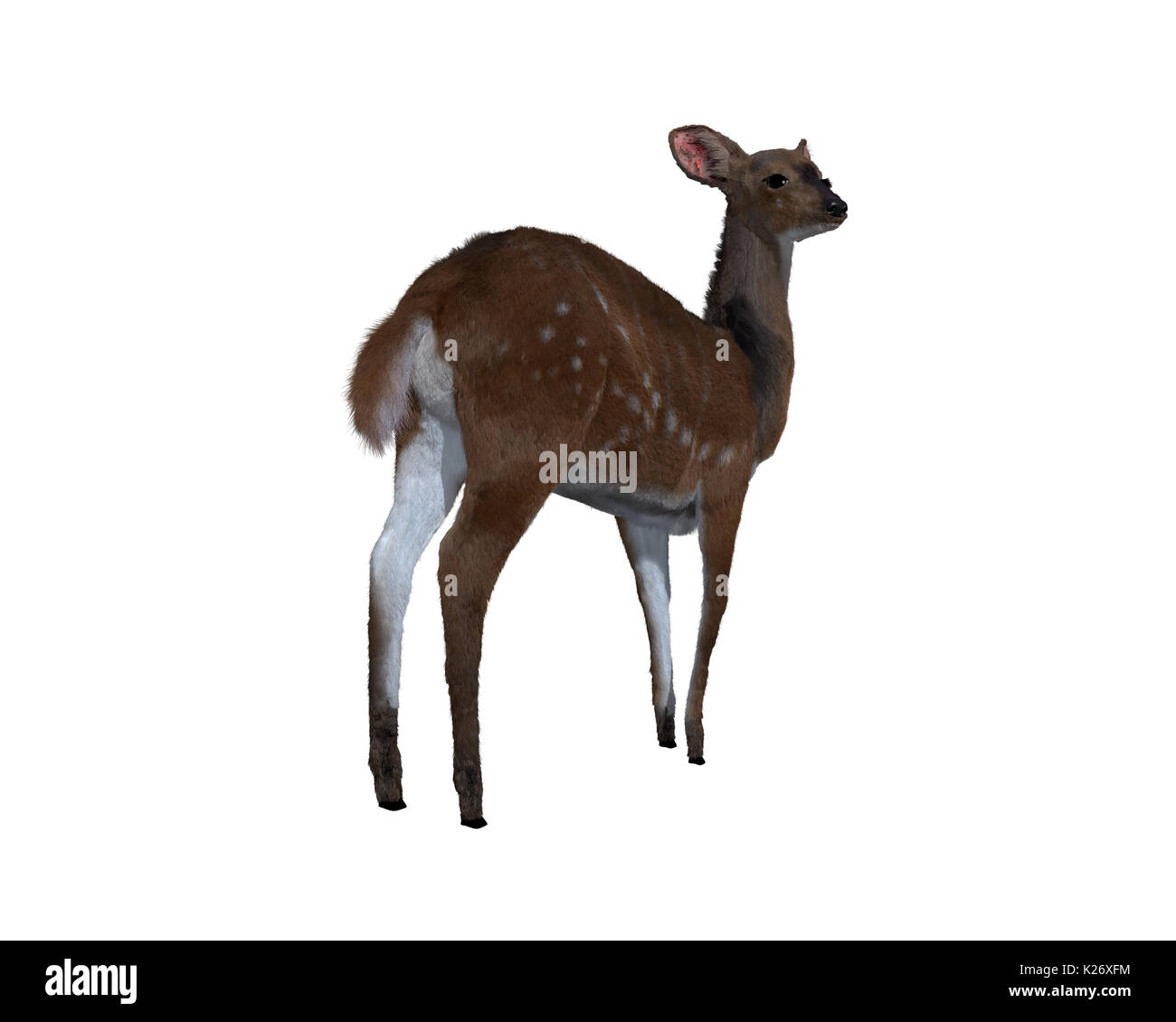 Zoccolo di cervo Immagini senza sfondo e Foto Stock ritagliate - Alamy