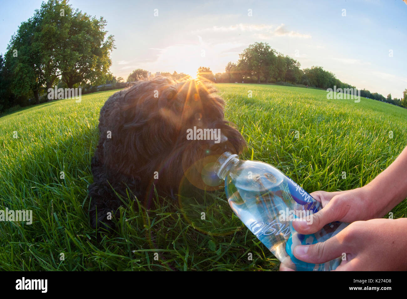 Nutrire un cane assetato immagini e fotografie stock ad alta ...