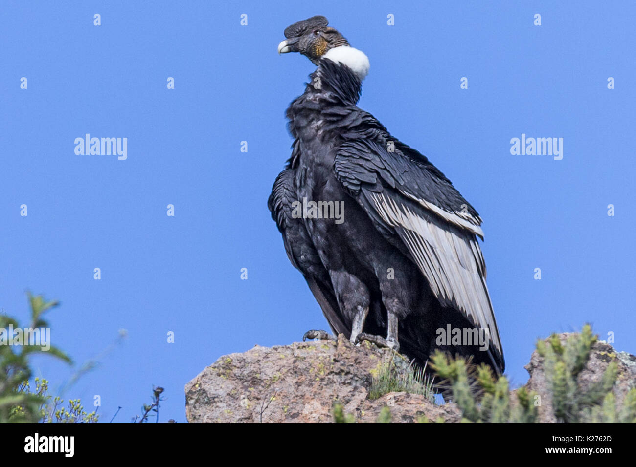 Cruz del condor belvedere immagini e fotografie stock ad alta ...