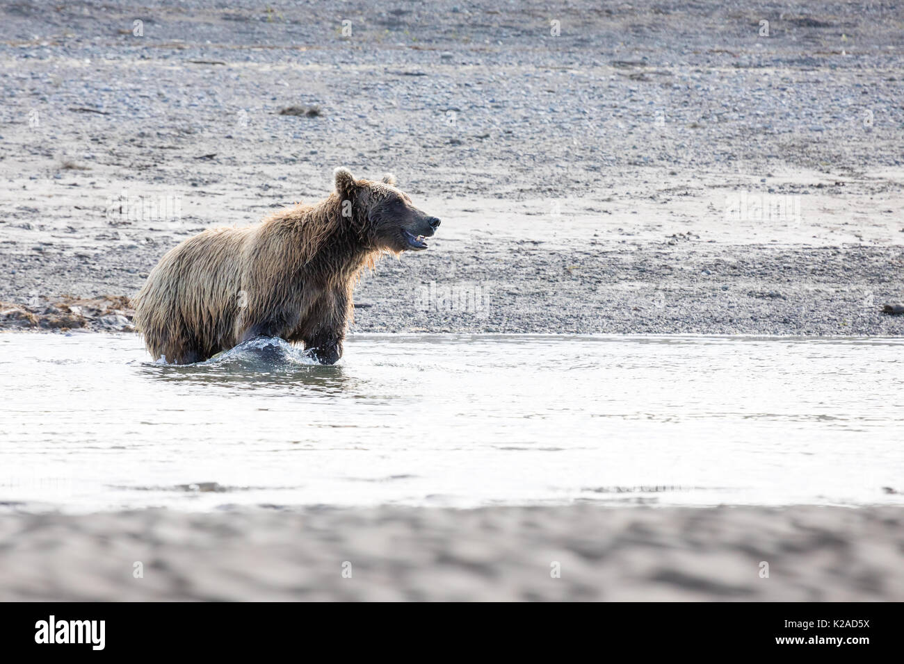 Orso grizzly di orso bruno katmai immagini e fotografie stock ad alta ...