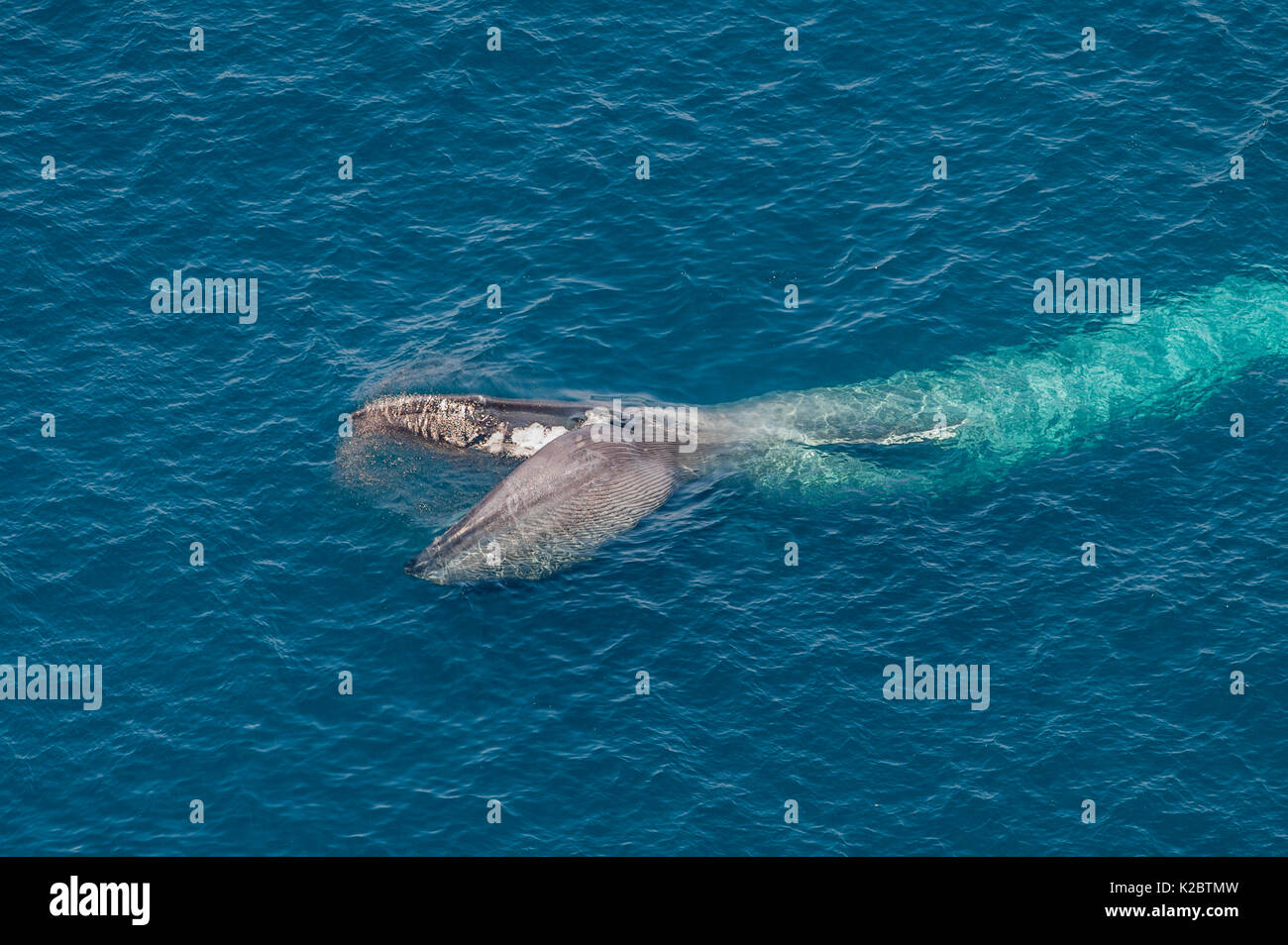 La balenottera azzurra (Balaenoptera musculus) vista aerea di ...