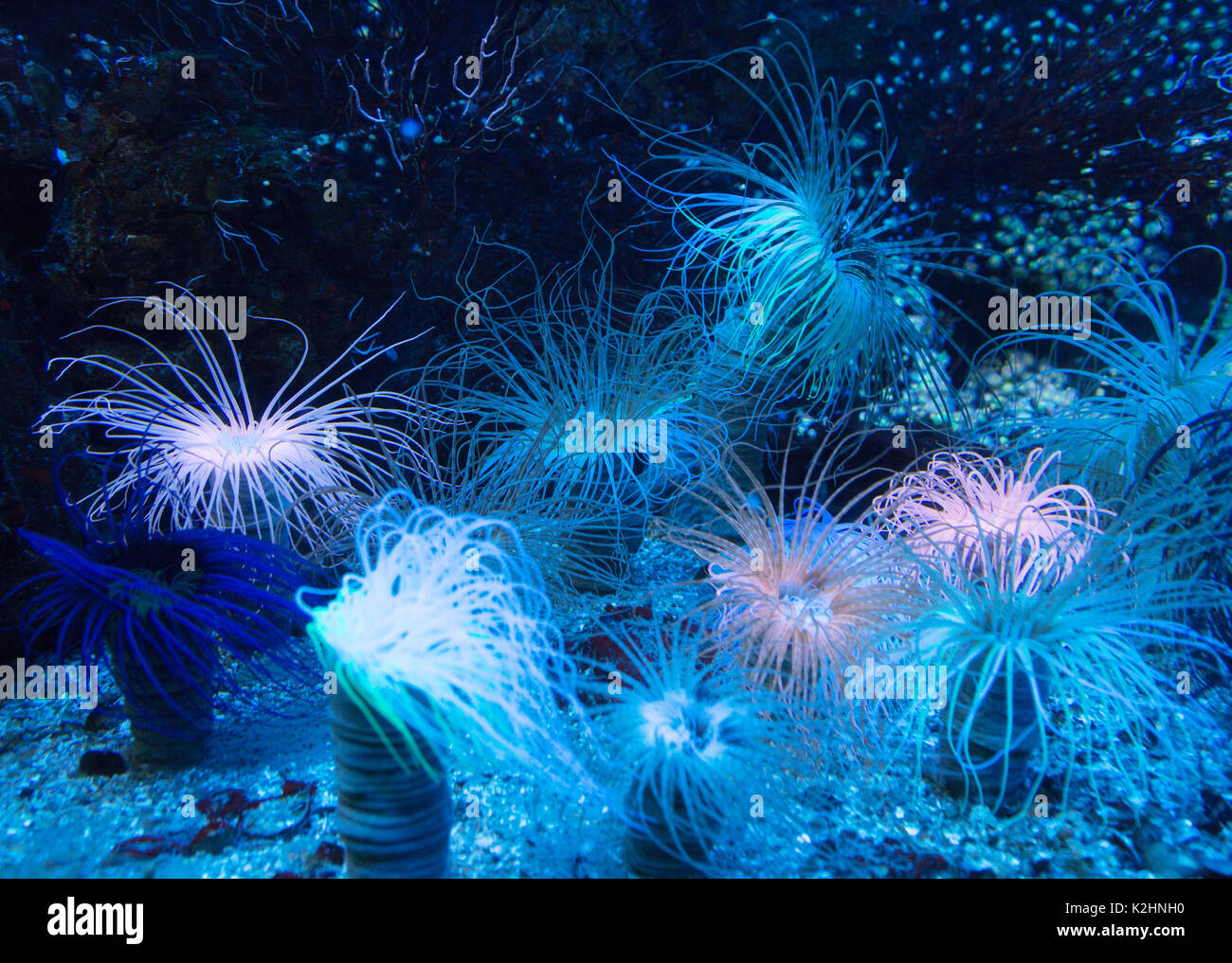 Anemoni di mare immagini e fotografie stock ad alta risoluzione - Alamy