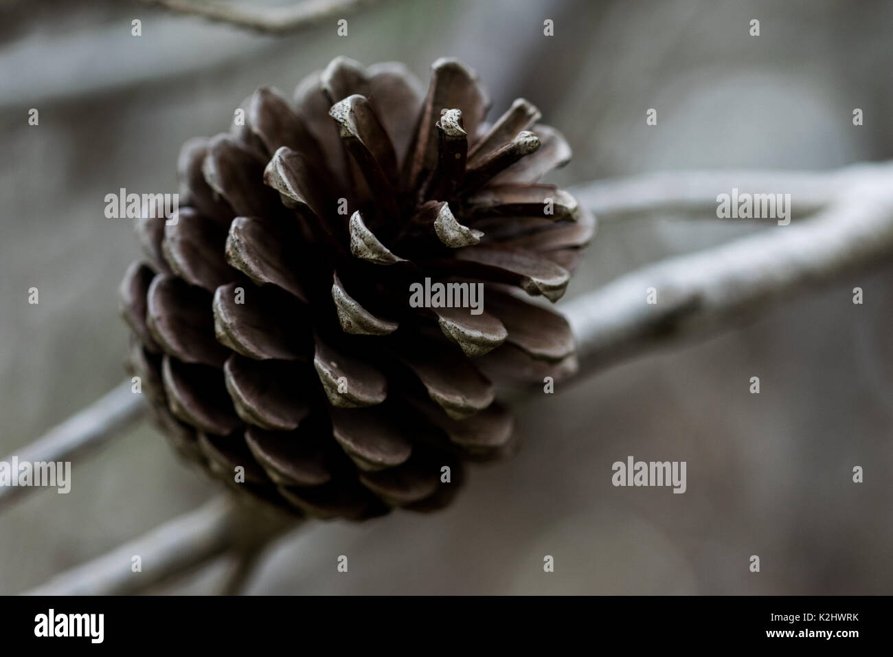 Semi dagli alberi immagini e fotografie stock ad alta risoluzione - Alamy