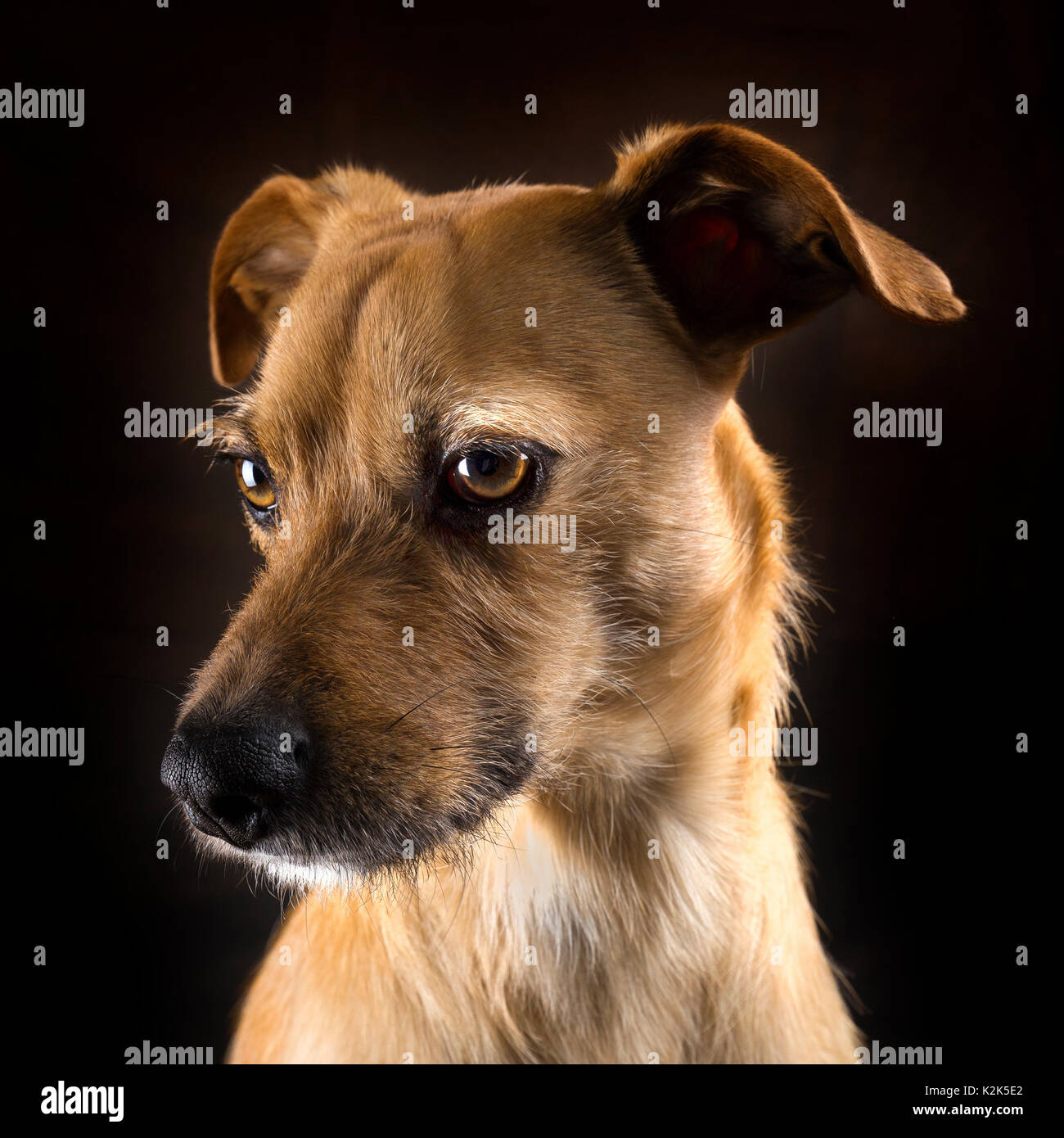 Orecchio di cane giù immagini e fotografie stock ad alta risoluzione ...