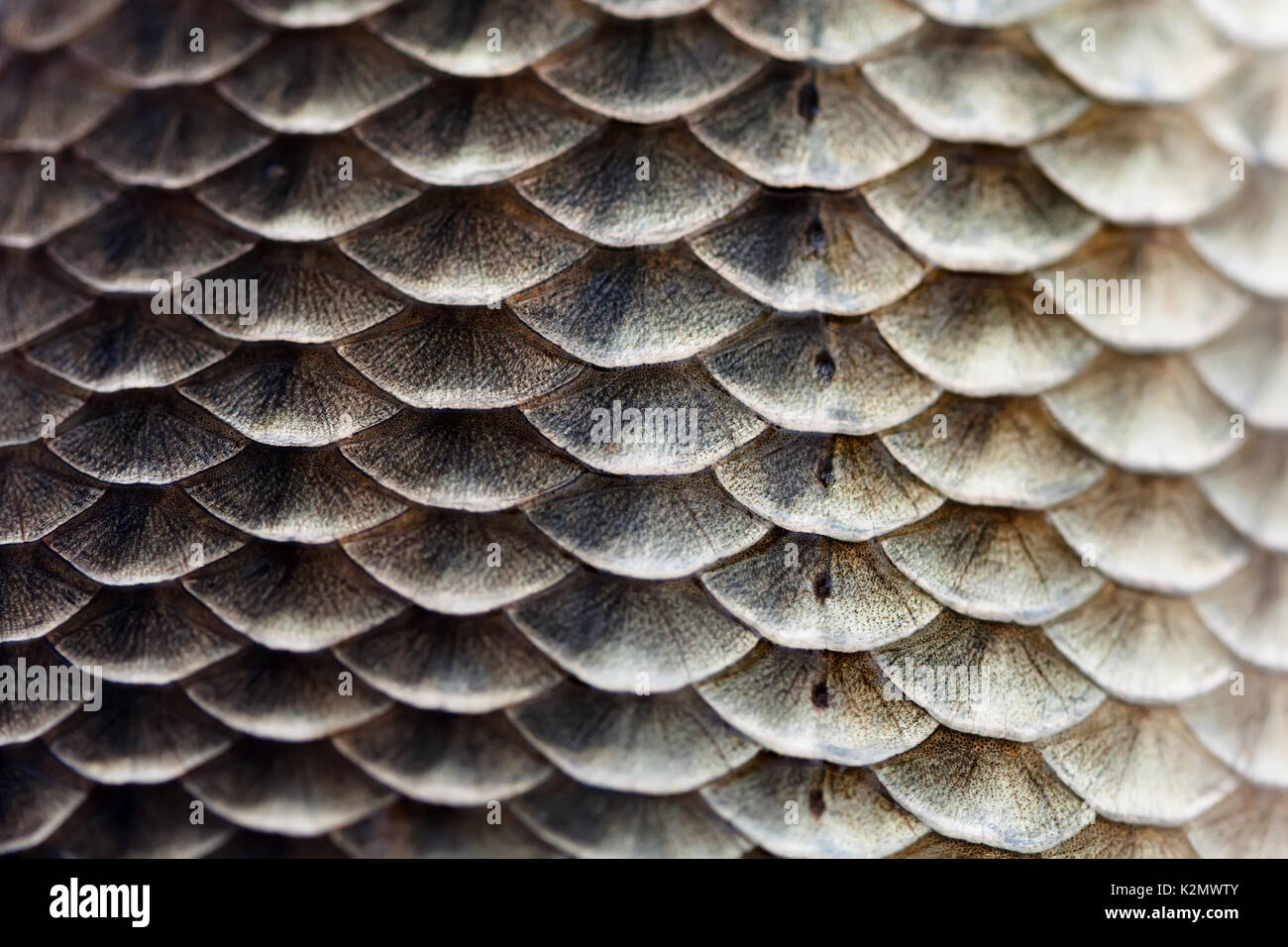 Carpe squamose immagini e fotografie stock ad alta risoluzione - Alamy