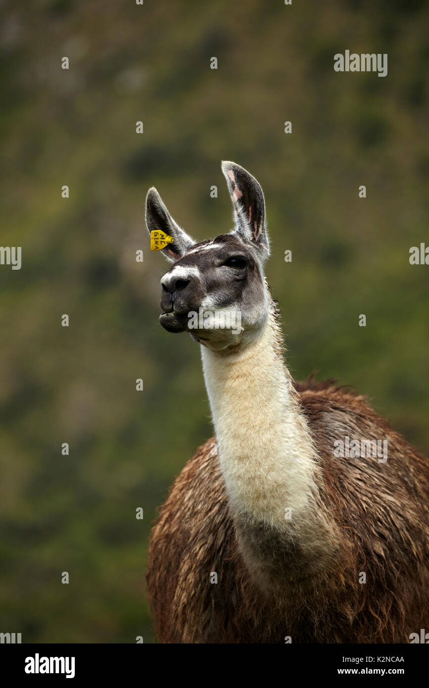 Lama Incas Immagini e Fotos Stock - Alamy