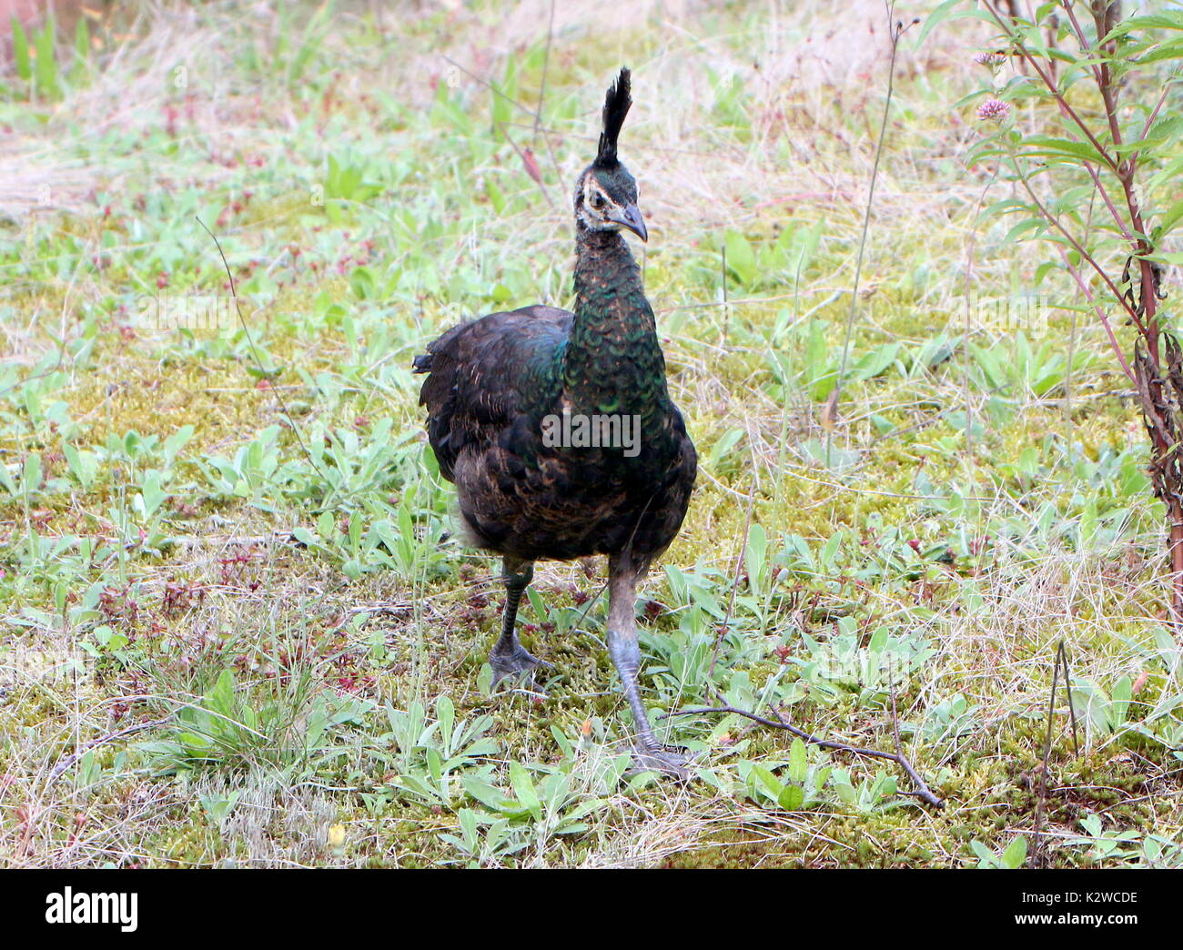 Groene pauw immagini e fotografie stock ad alta risoluzione - Alamy