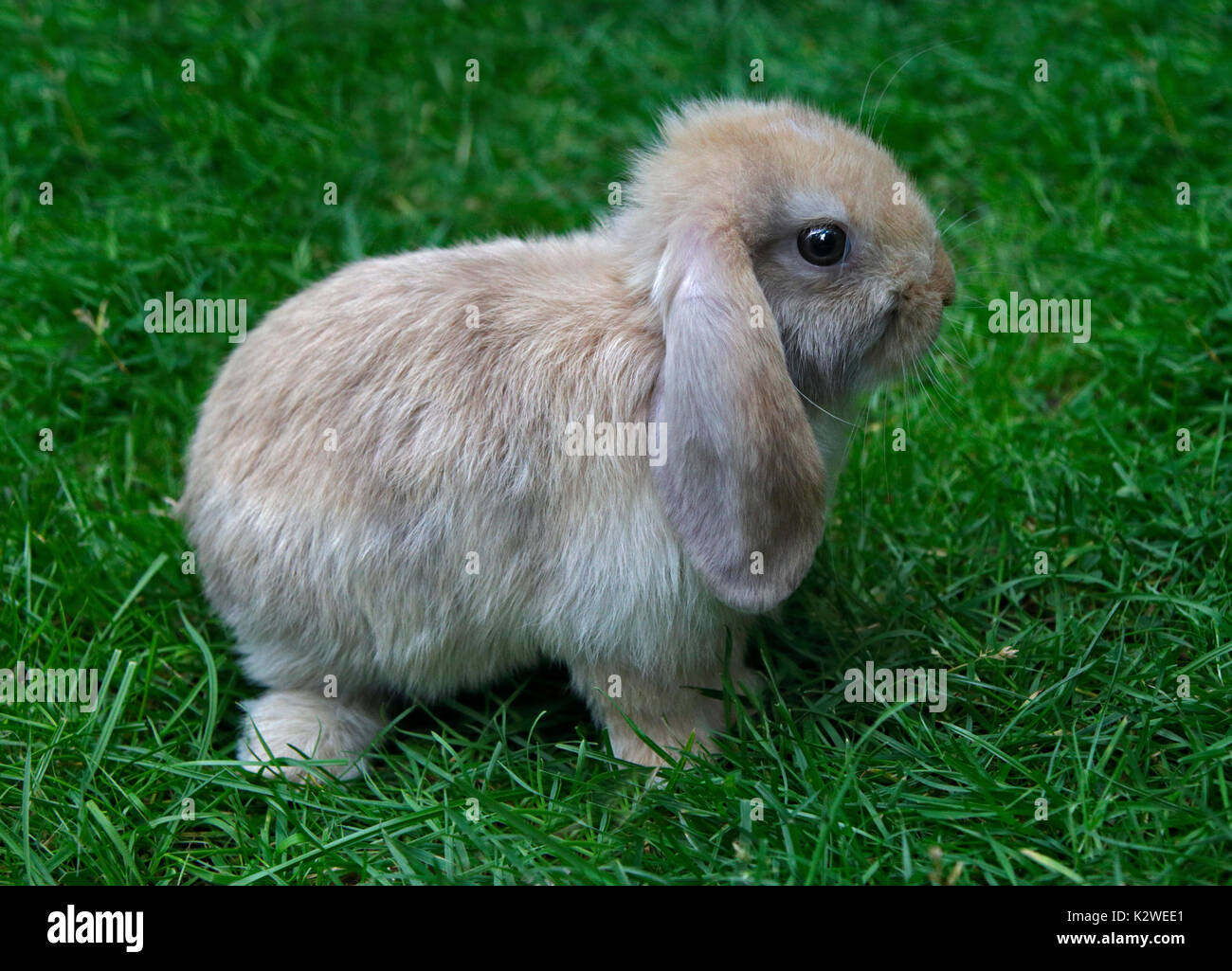 Mini lop rabbit immagini e fotografie stock ad alta risoluzione - Alamy