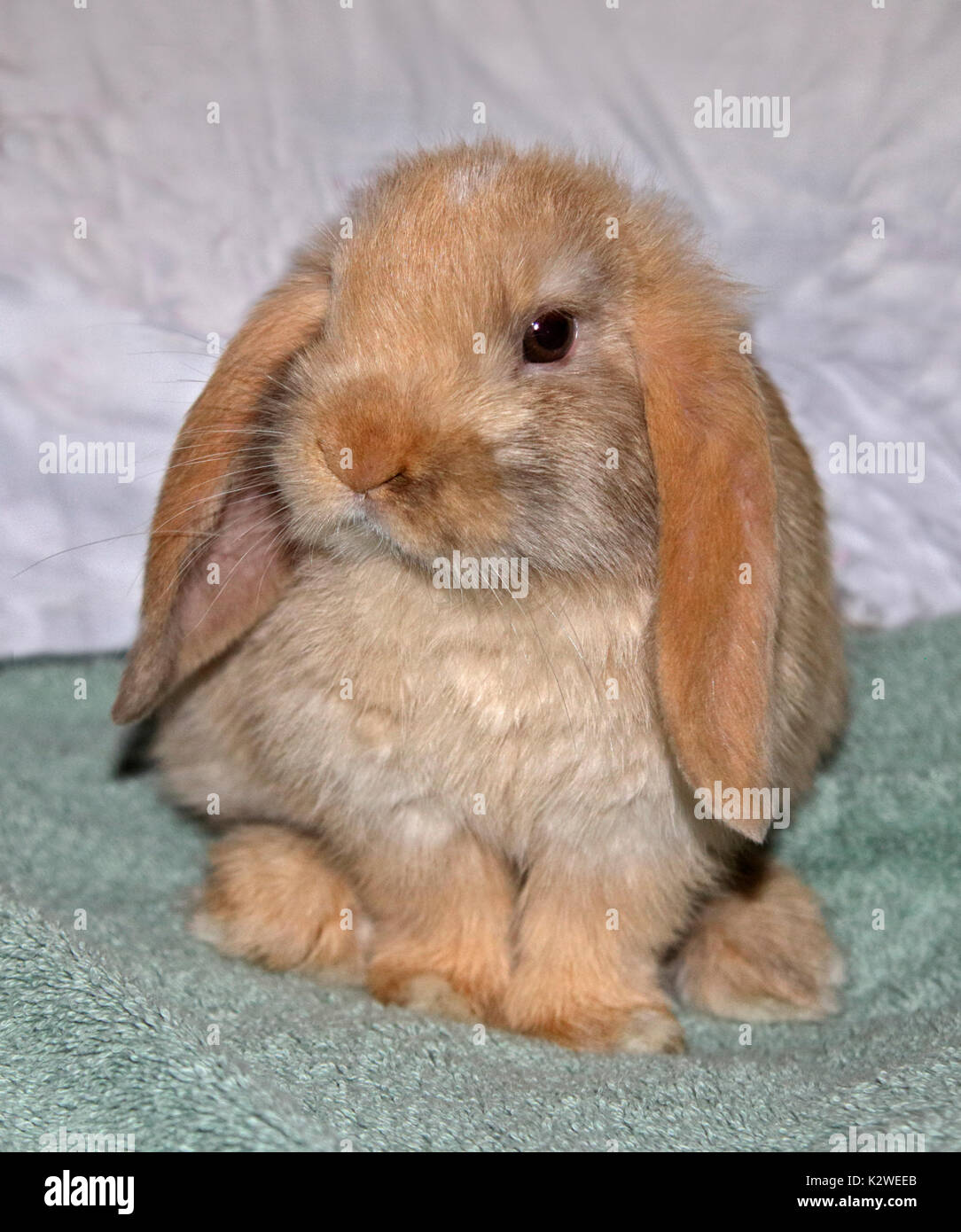 Mini lop immagini e fotografie stock ad alta risoluzione - Alamy
