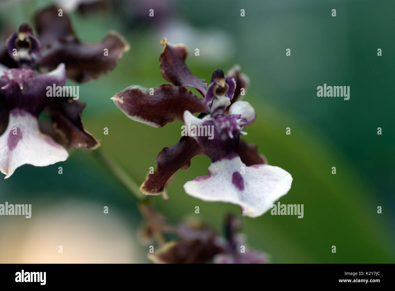 Orchidee marroni immagini e fotografie stock ad alta risoluzione - Alamy