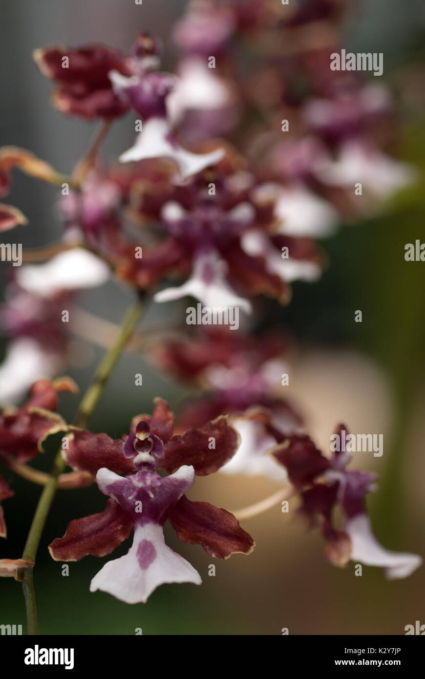 Orchidee marroni immagini e fotografie stock ad alta risoluzione - Alamy