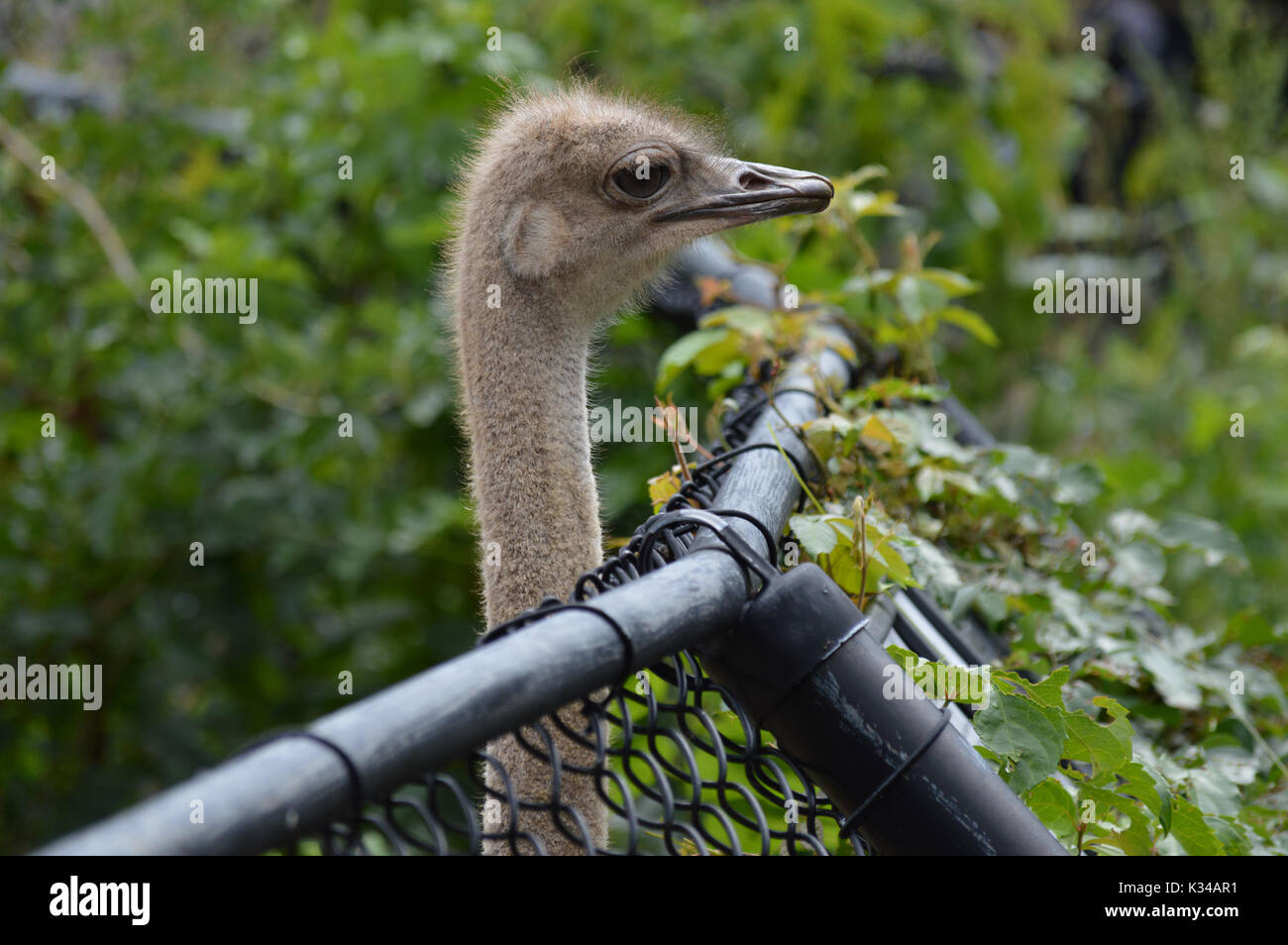 Occhio di struzzo immagini e fotografie stock ad alta risoluzione - Alamy