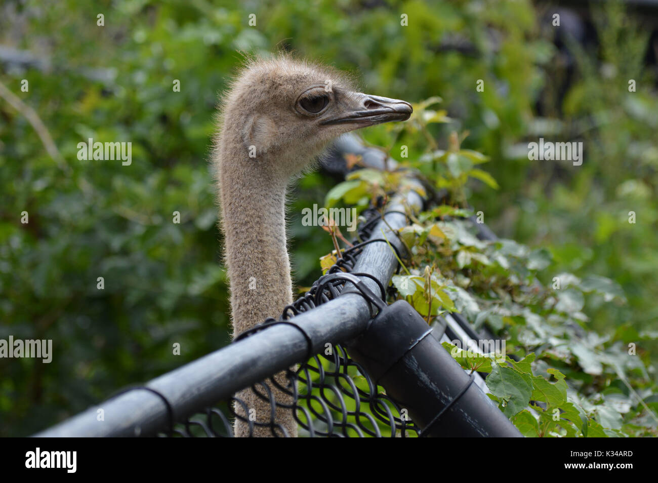 Occhio di struzzo immagini e fotografie stock ad alta risoluzione - Alamy