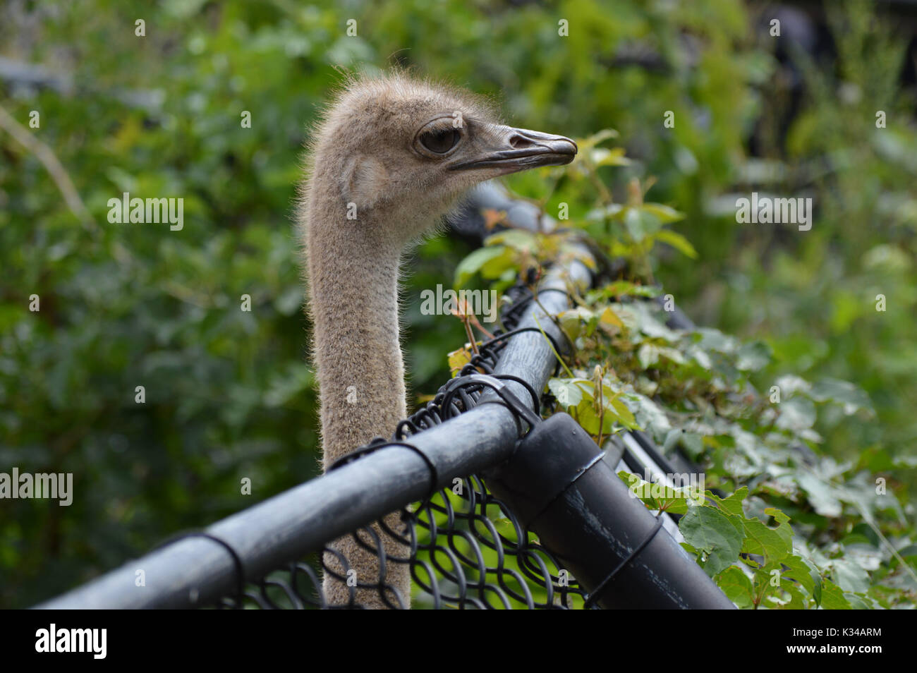 Occhio di struzzo immagini e fotografie stock ad alta risoluzione - Alamy