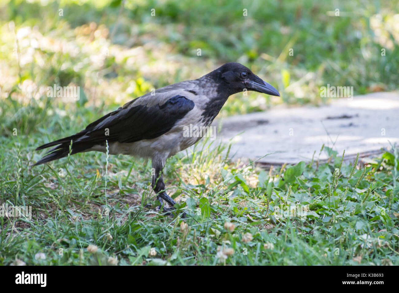 Gambe corte immagini e fotografie stock ad alta risoluzione - Alamy