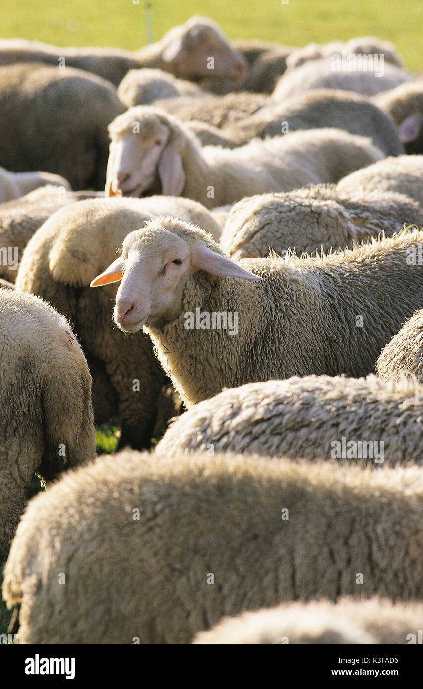 Gregge di pecore immagini e fotografie stock ad alta risoluzione - Alamy
