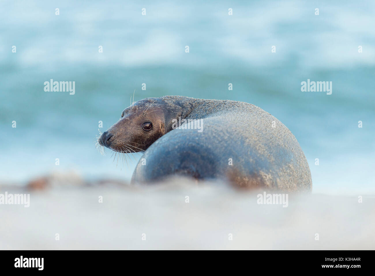 Foca grigia halichoerus grypus femmina immagini e fotografie stock ad ...