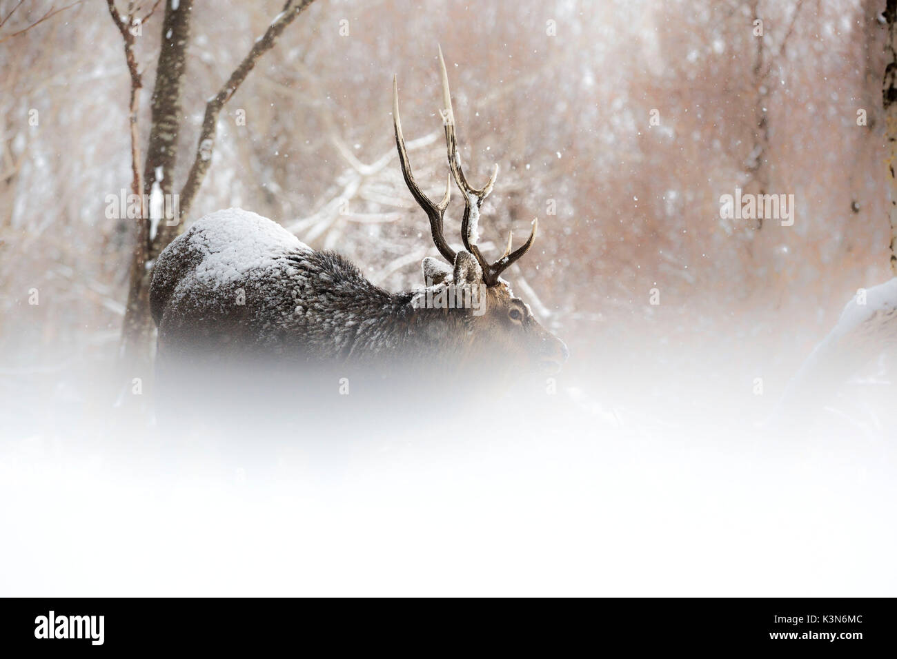 Cervo sika giappone immagini e fotografie stock ad alta risoluzione - Alamy