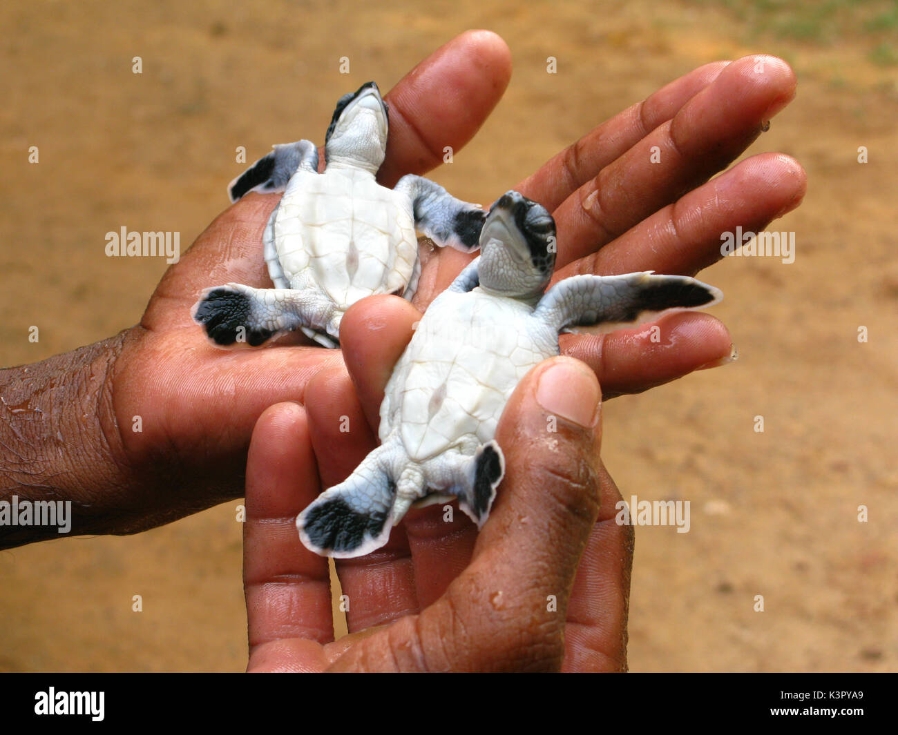 Animali rari immagini e fotografie stock ad alta risoluzione - Alamy