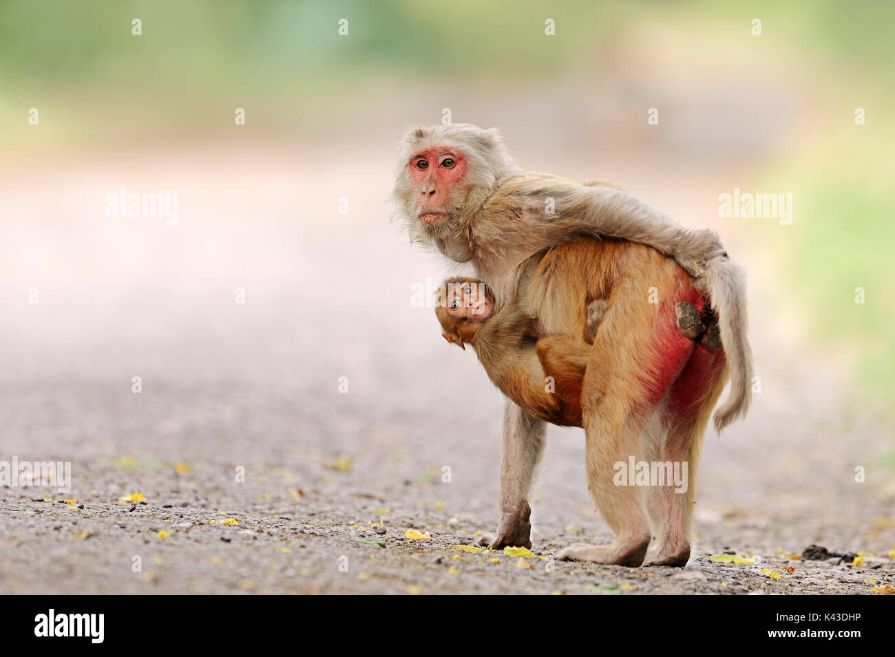 Mammals of keoladeo ghana national park immagini e fotografie stock ad ...