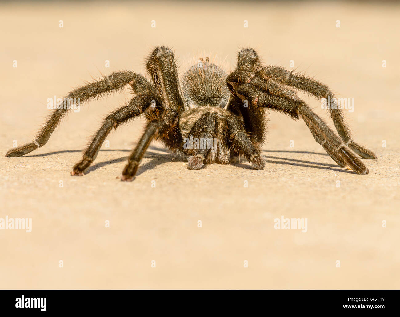 Tarantola del deserto occidentale immagini e fotografie stock ad alta ...