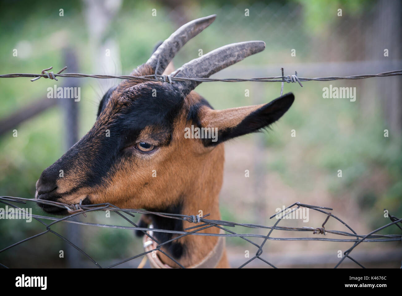 Capre marroni immagini e fotografie stock ad alta risoluzione - Alamy