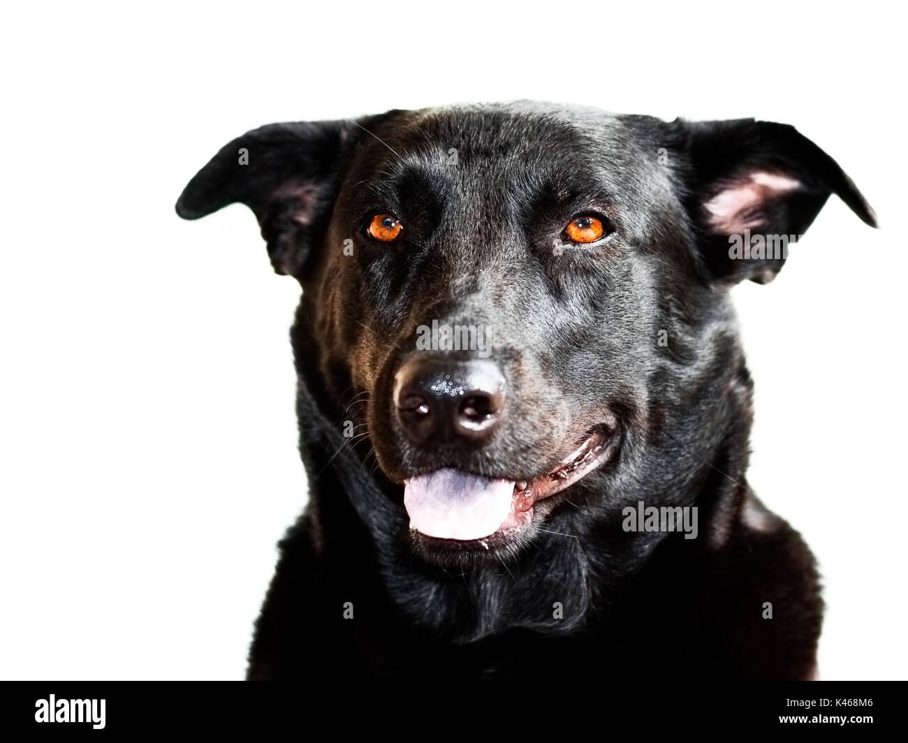 Ambra nera immagini e fotografie stock ad alta risoluzione - Alamy