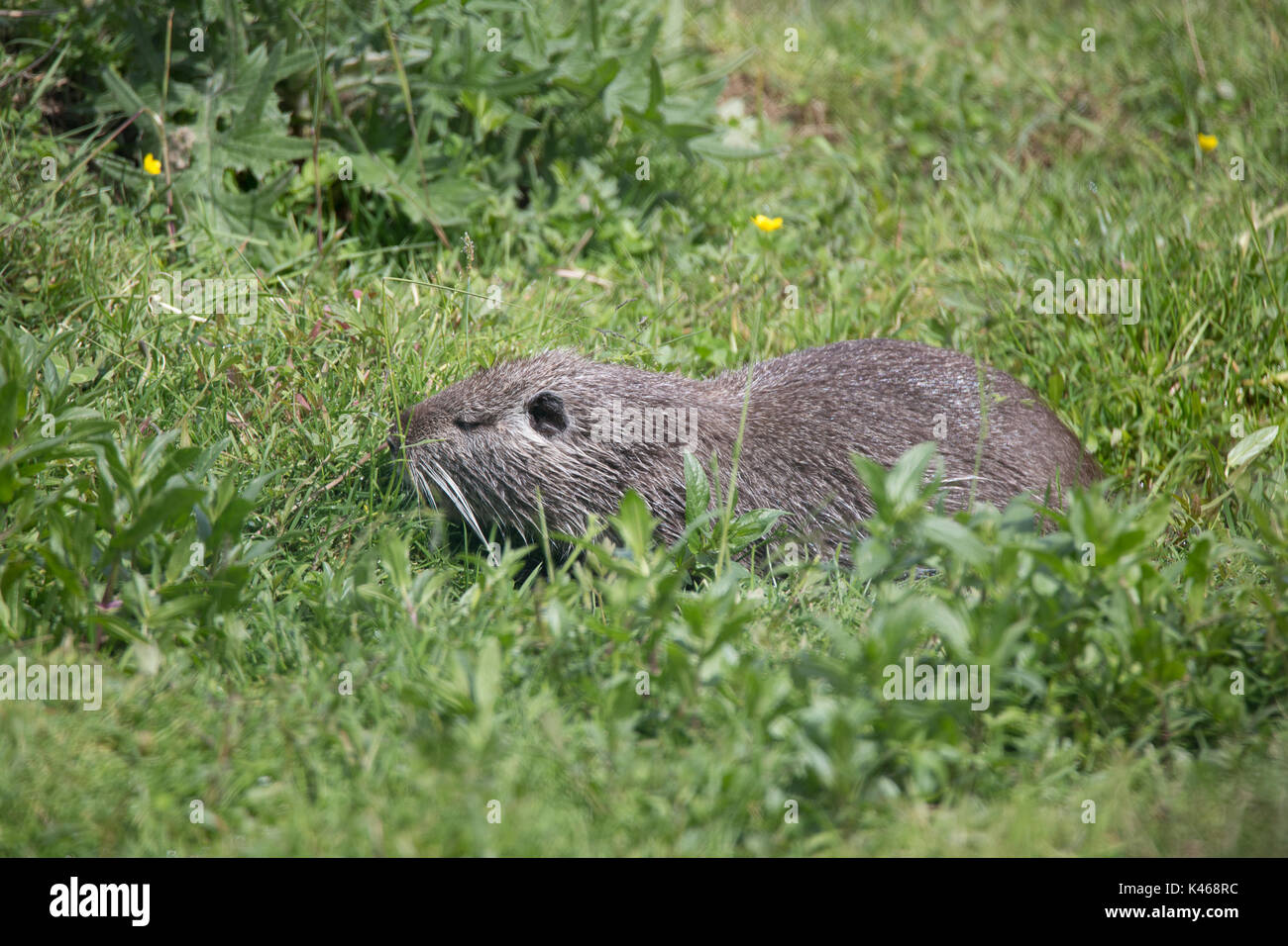 Safari park pombia immagini e fotografie stock ad alta risoluzione - Alamy