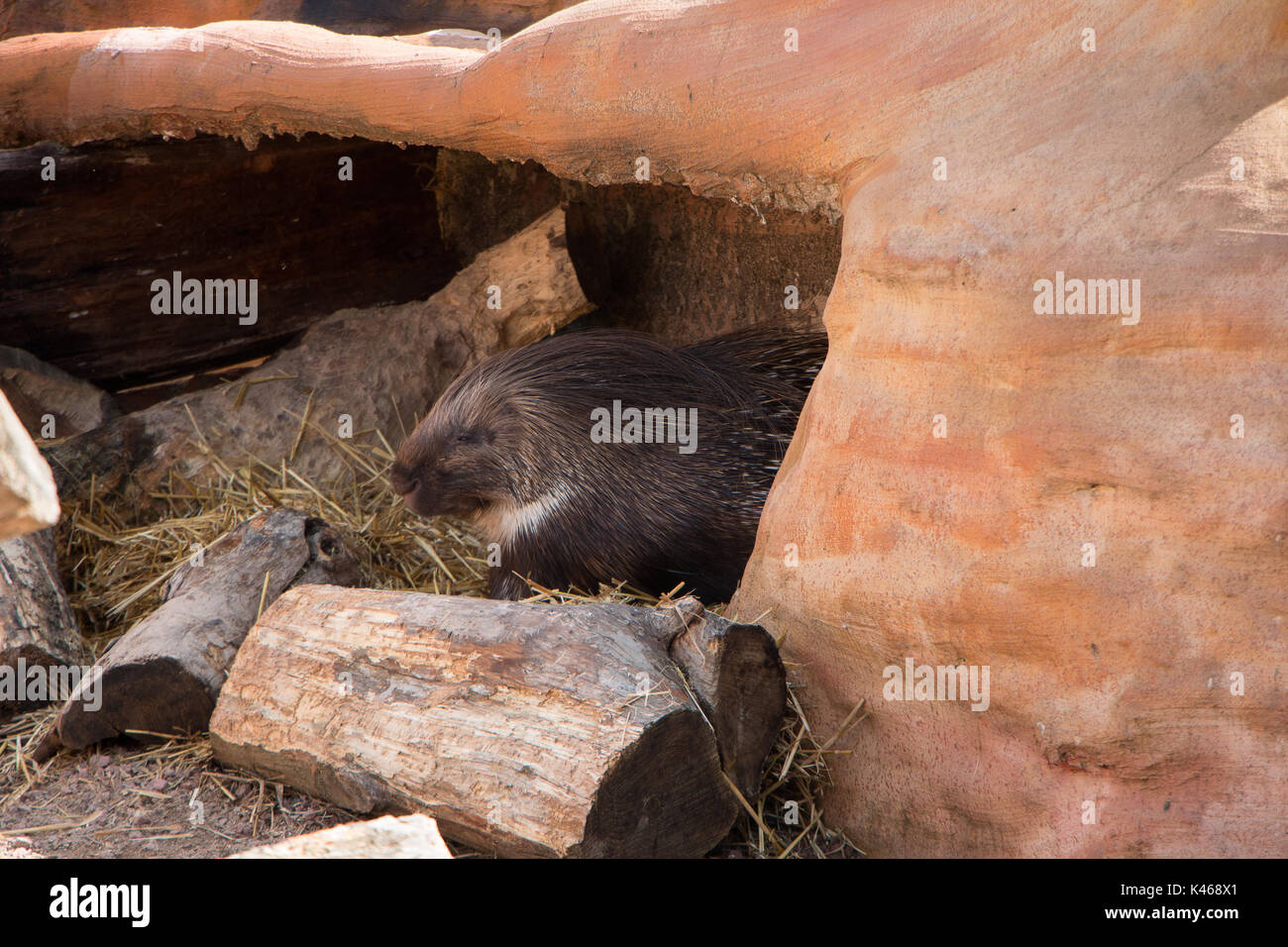 Safari park pombia immagini e fotografie stock ad alta risoluzione - Alamy