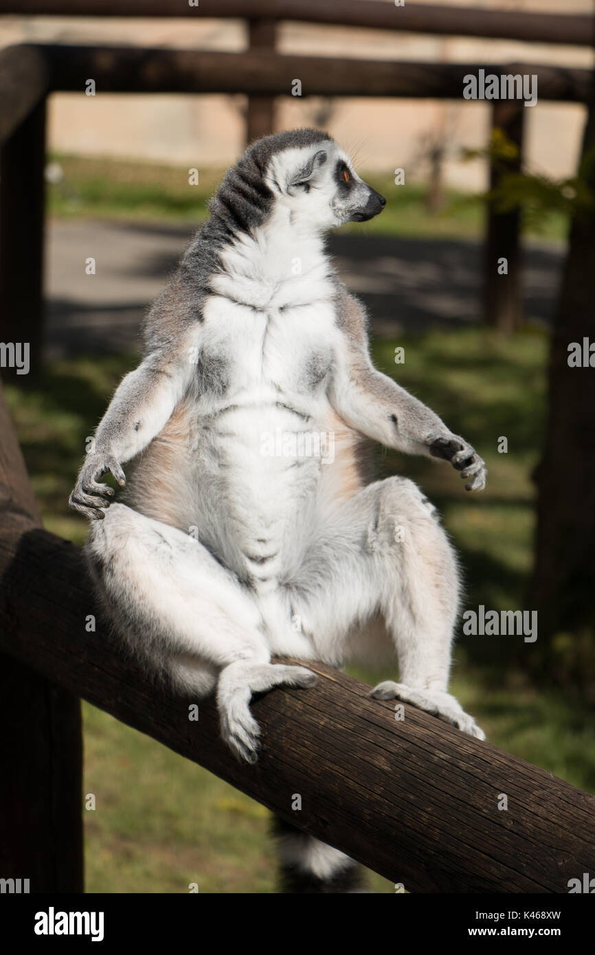 Safari park pombia immagini e fotografie stock ad alta risoluzione - Alamy