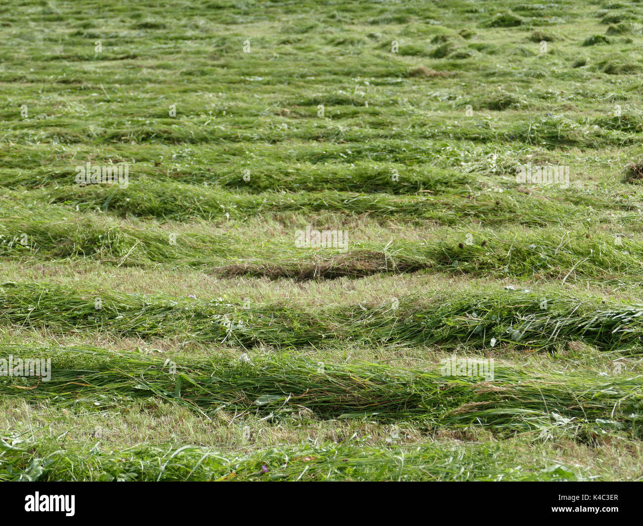 Stagione della fienagione immagini e fotografie stock ad alta ...