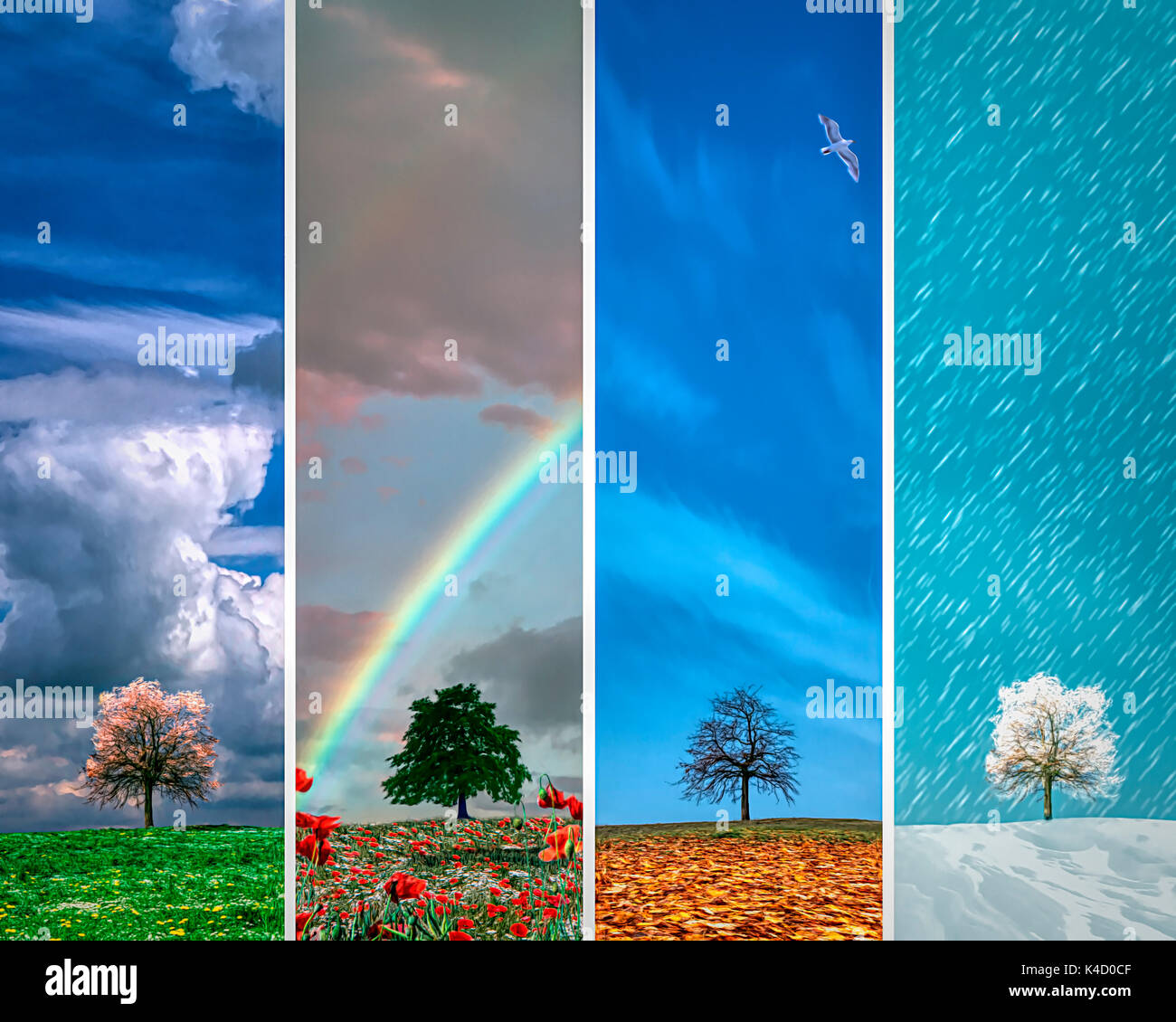 Quattro stagioni: Combinazione di Primavera, estate, autunno e inverno ...