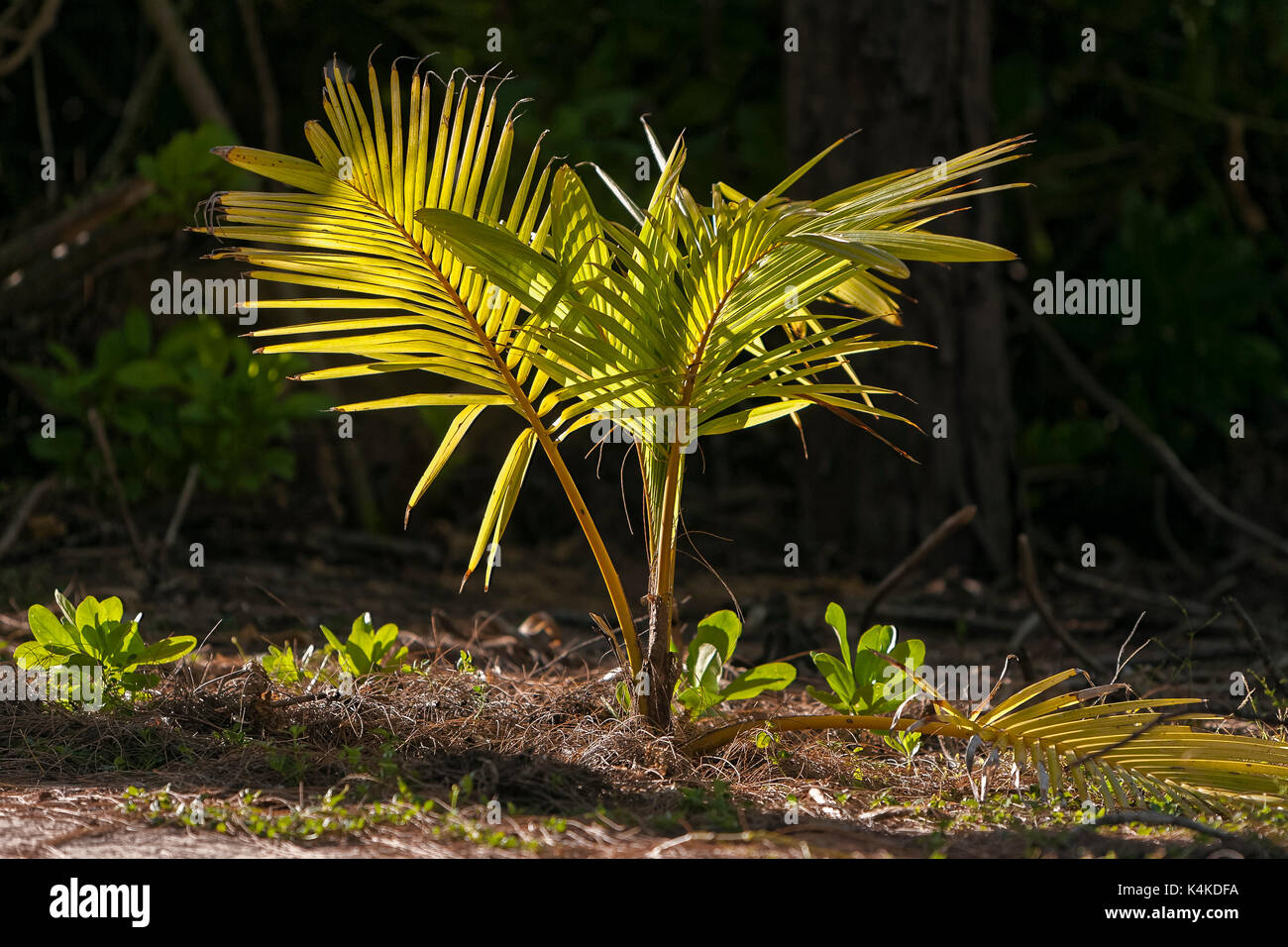Palma da cocco piantina immagini e fotografie stock ad alta risoluzione ...