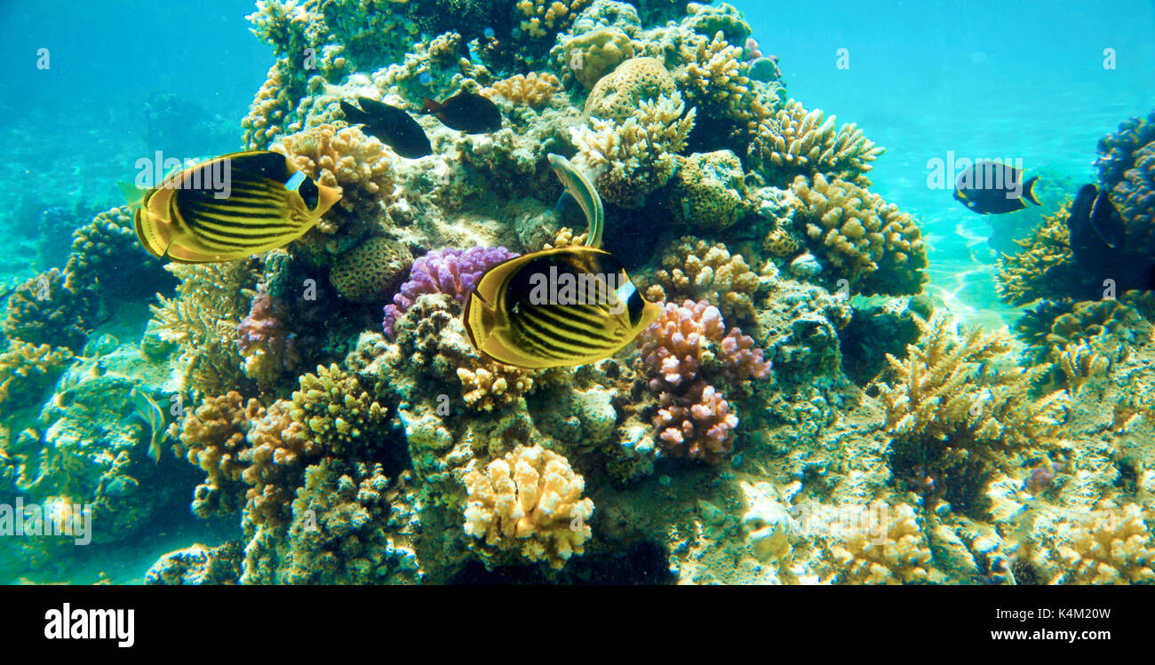 Butterfly fish immagini e fotografie stock ad alta risoluzione - Alamy