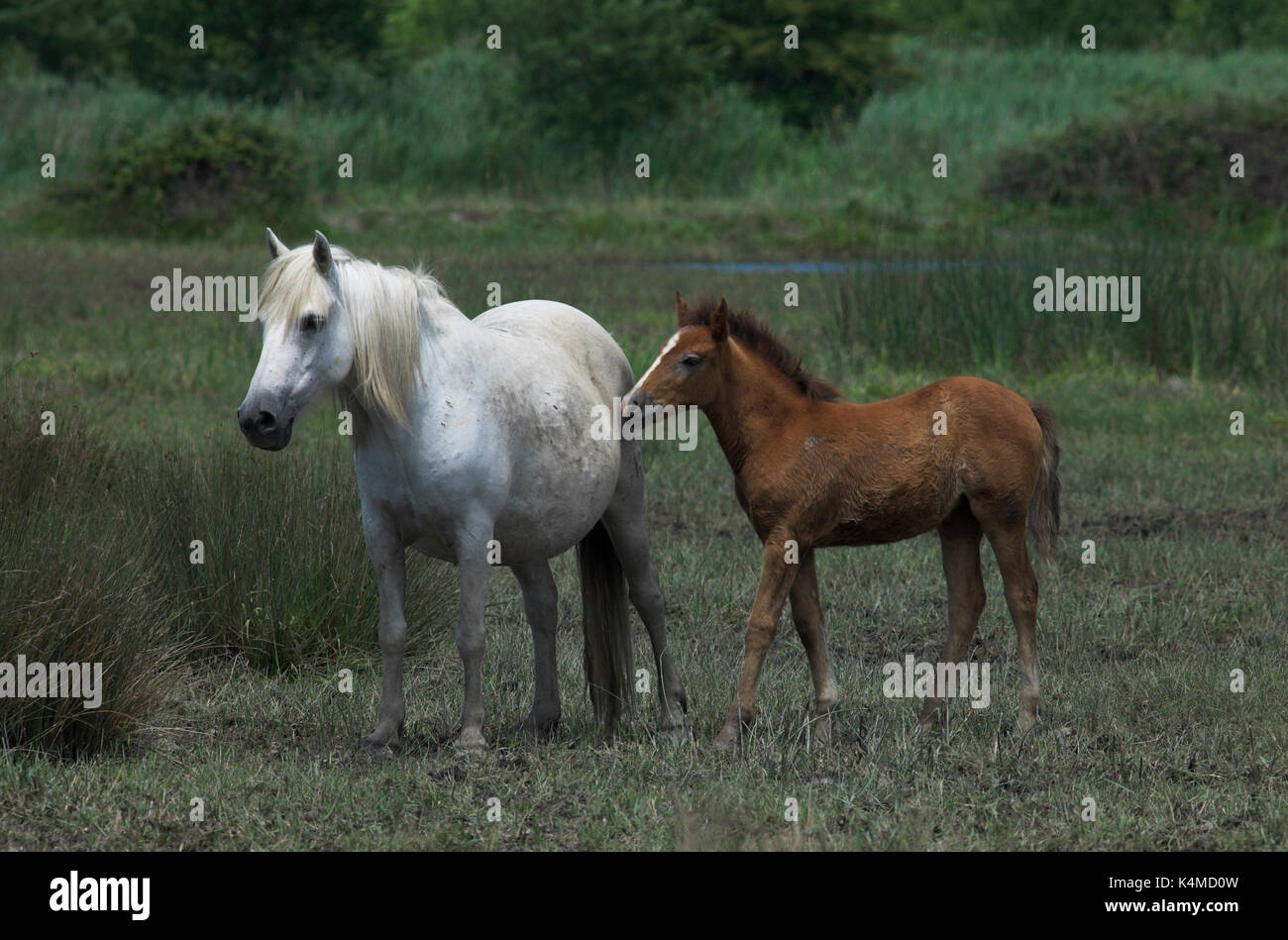 Camargue pony, cavallo, Equus caballus, adulti e il puledro, una delle ...