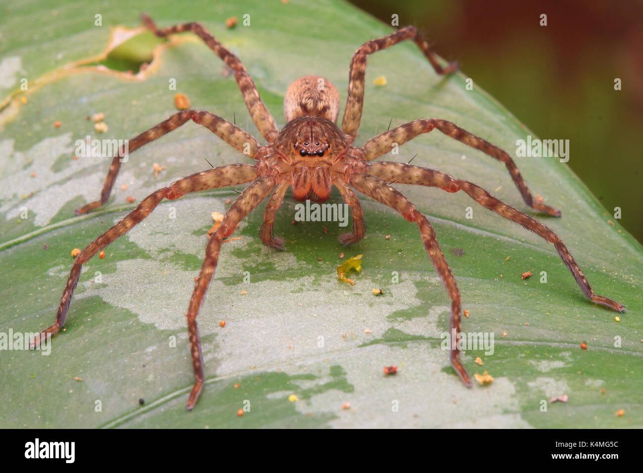 Huntsman spider heteropoda sp immagini e fotografie stock ad alta ...