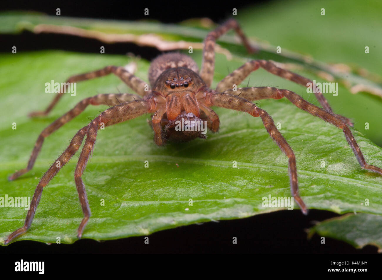 Huntsman spider heteropoda sp immagini e fotografie stock ad alta ...