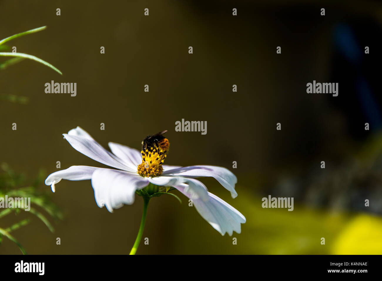 Simbiosi vegetale animale immagini e fotografie stock ad alta ...