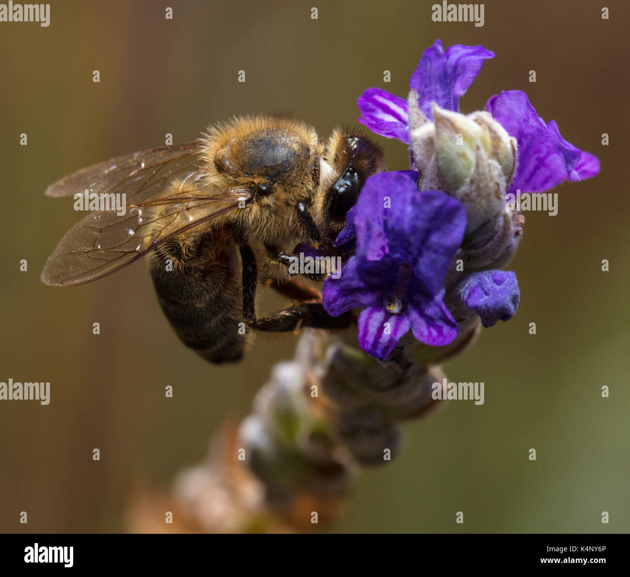 Impollinazione ape immagini e fotografie stock ad alta risoluzione - Alamy
