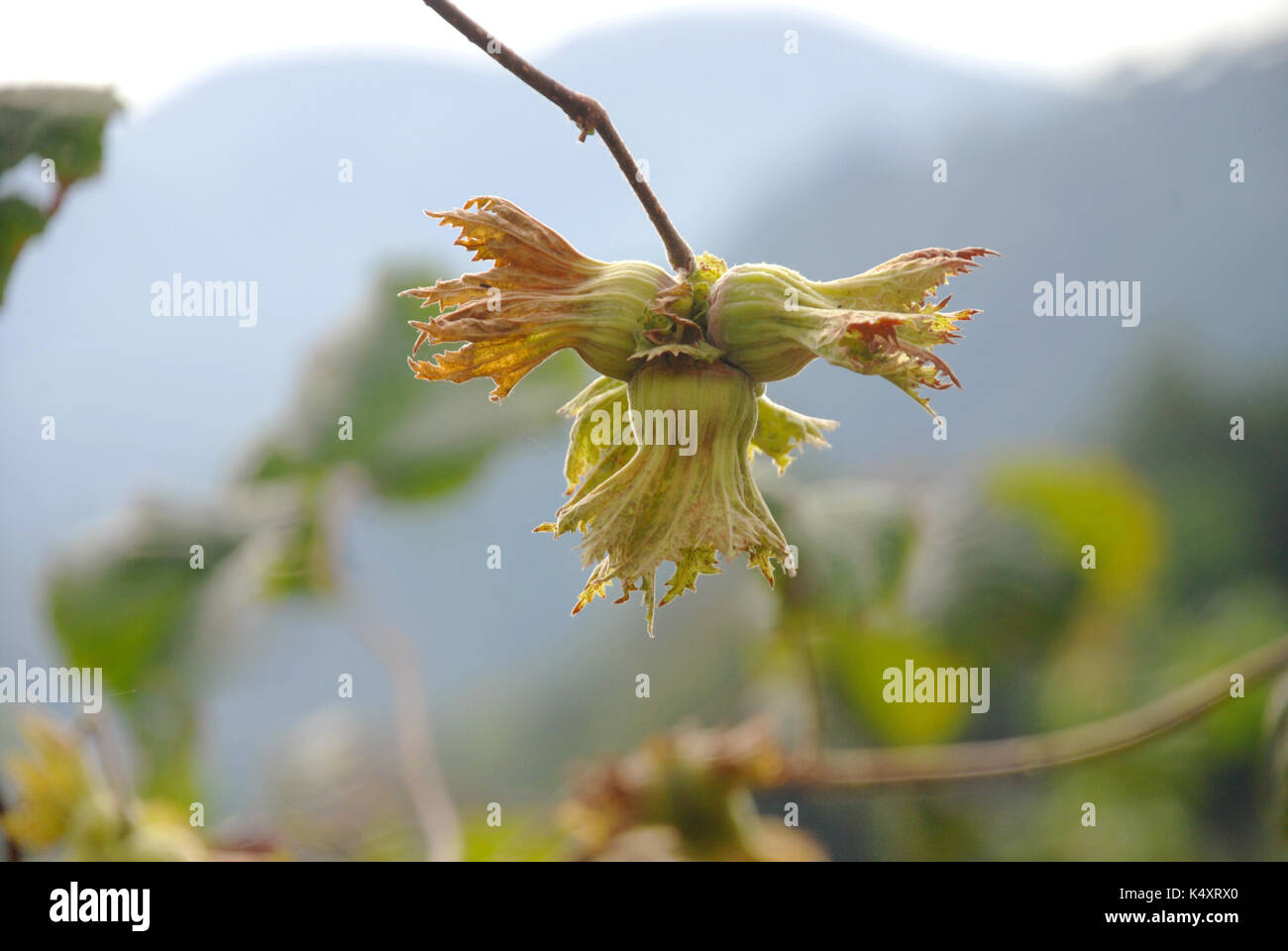Meyve agaci immagini e fotografie stock ad alta risoluzione - Alamy