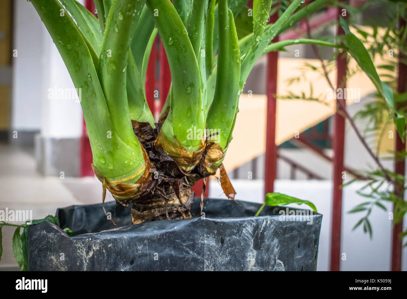 Pianta del nodulo immagini e fotografie stock ad alta risoluzione - Alamy