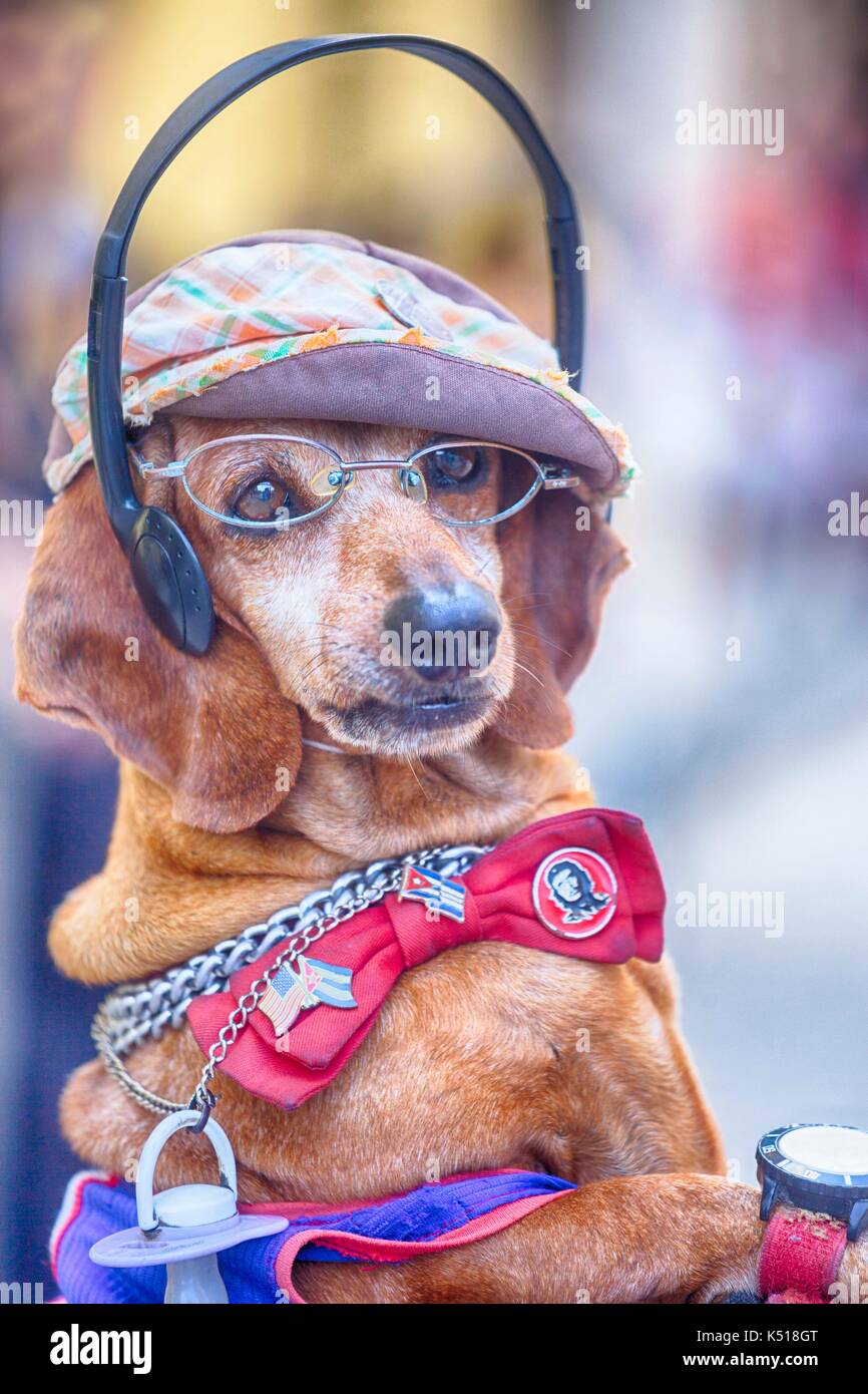 Sfilata di moda per cani da compagnia immagini e fotografie stock ad ...